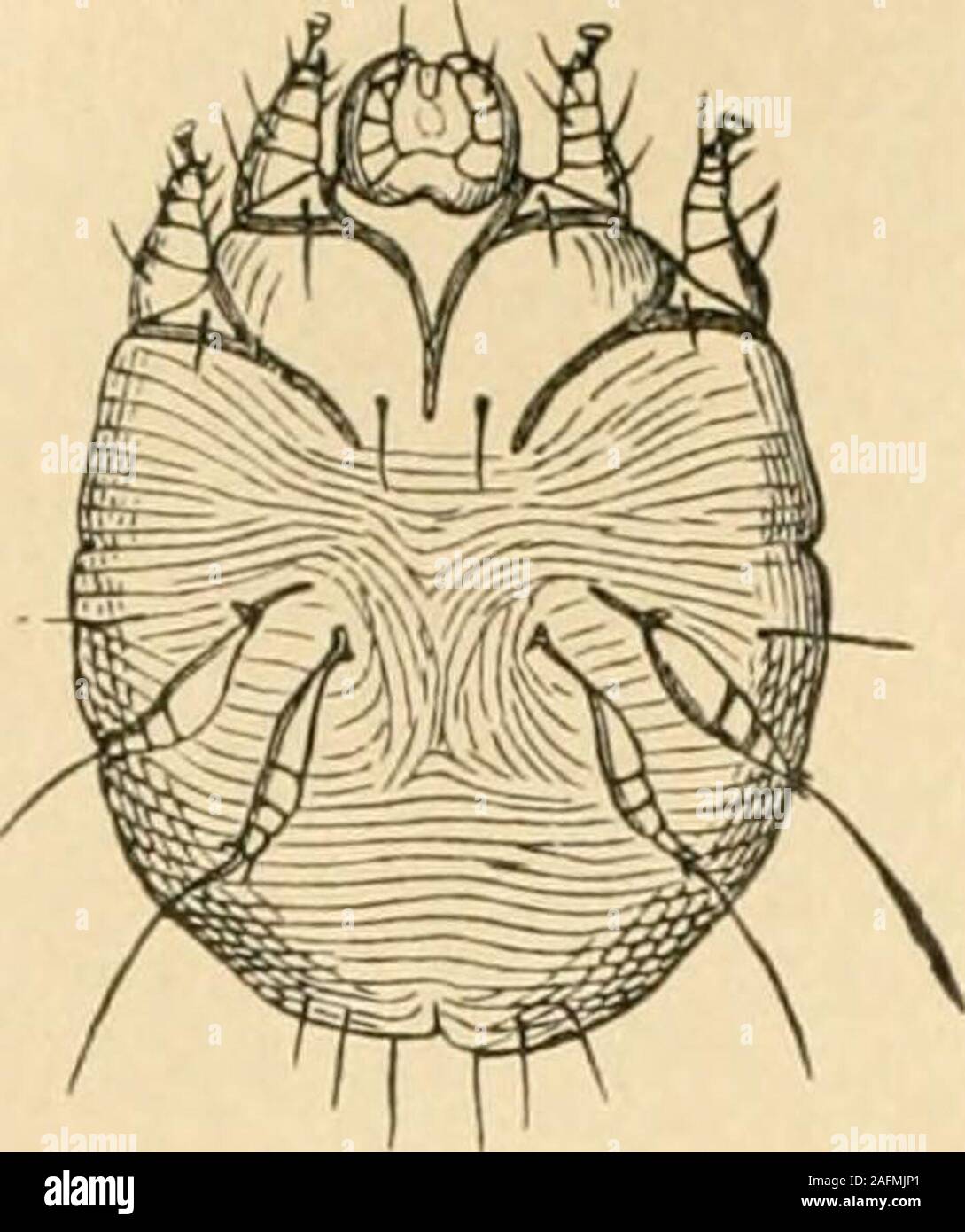 . Diseases of the dog and their treatment. s transverse folds and we ...