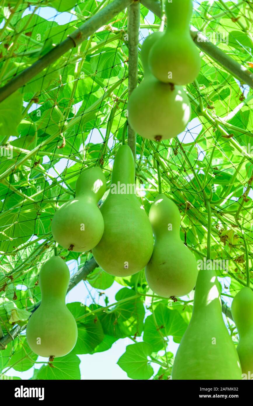Green Chayote on tree Stock Photo - Alamy