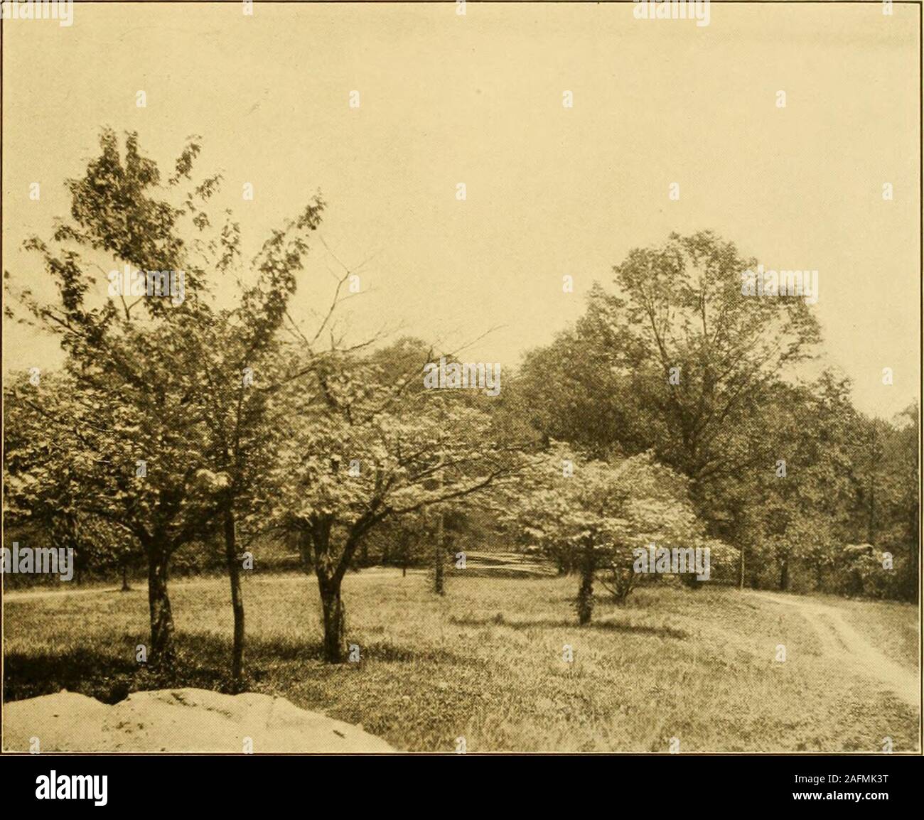 . The Briar patch. Oh, how wonderful is the advent of spring! Stock ...