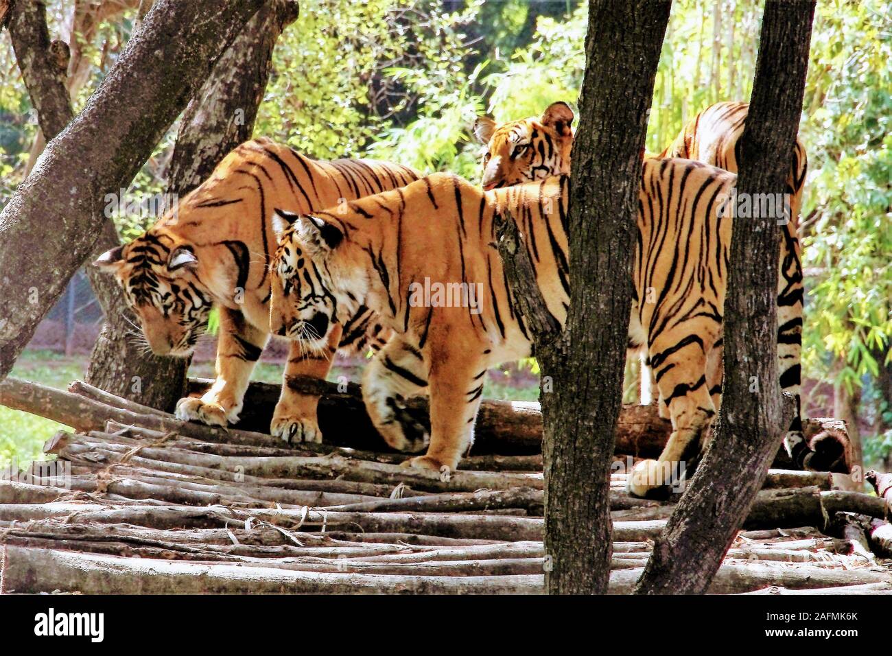 Tiger paws hi-res stock photography and images - Alamy