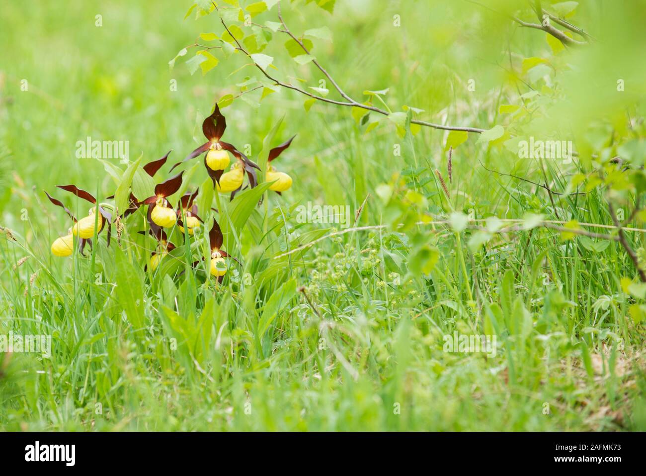 Cypripedium calceolus spring yellow hi-res stock photography and images ...