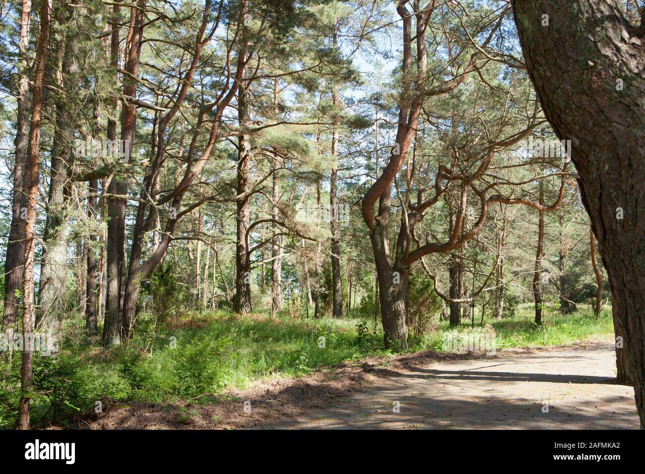 Lithuania forest hi-res stock photography and images - Alamy