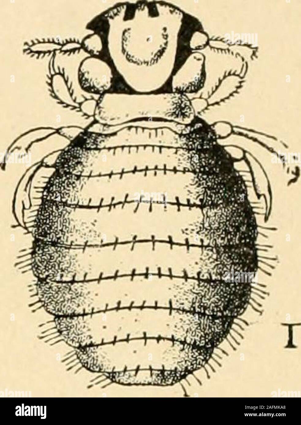 . Diseases of the dog and their treatment. Fig. 164a. Fig. 164b ...
