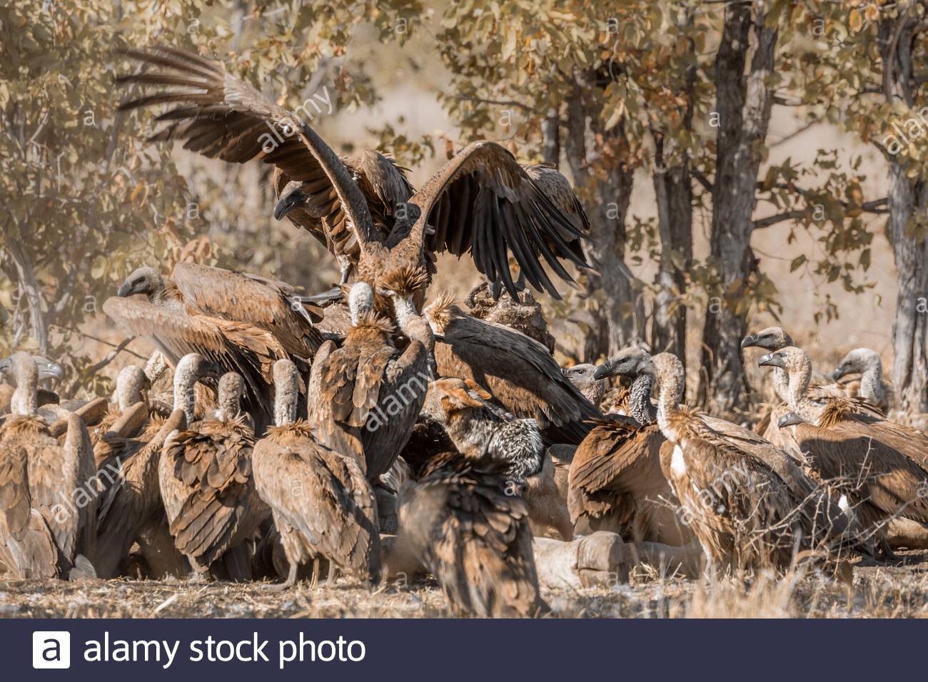 Vulture Eating Carcass Stock Photos & Vulture Eating Carcass Stock ...