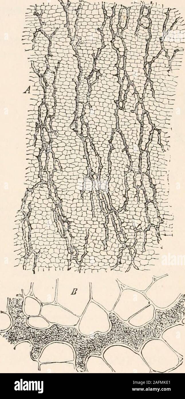 . Plant anatomy from the standpoint of the development and functions of ...