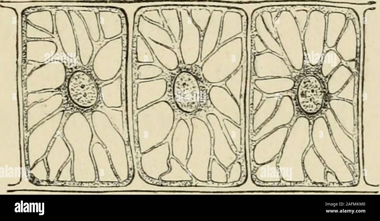 . The Bible and science. Fig. 13.—Cell imperfectly filled bj protoplasm ...
