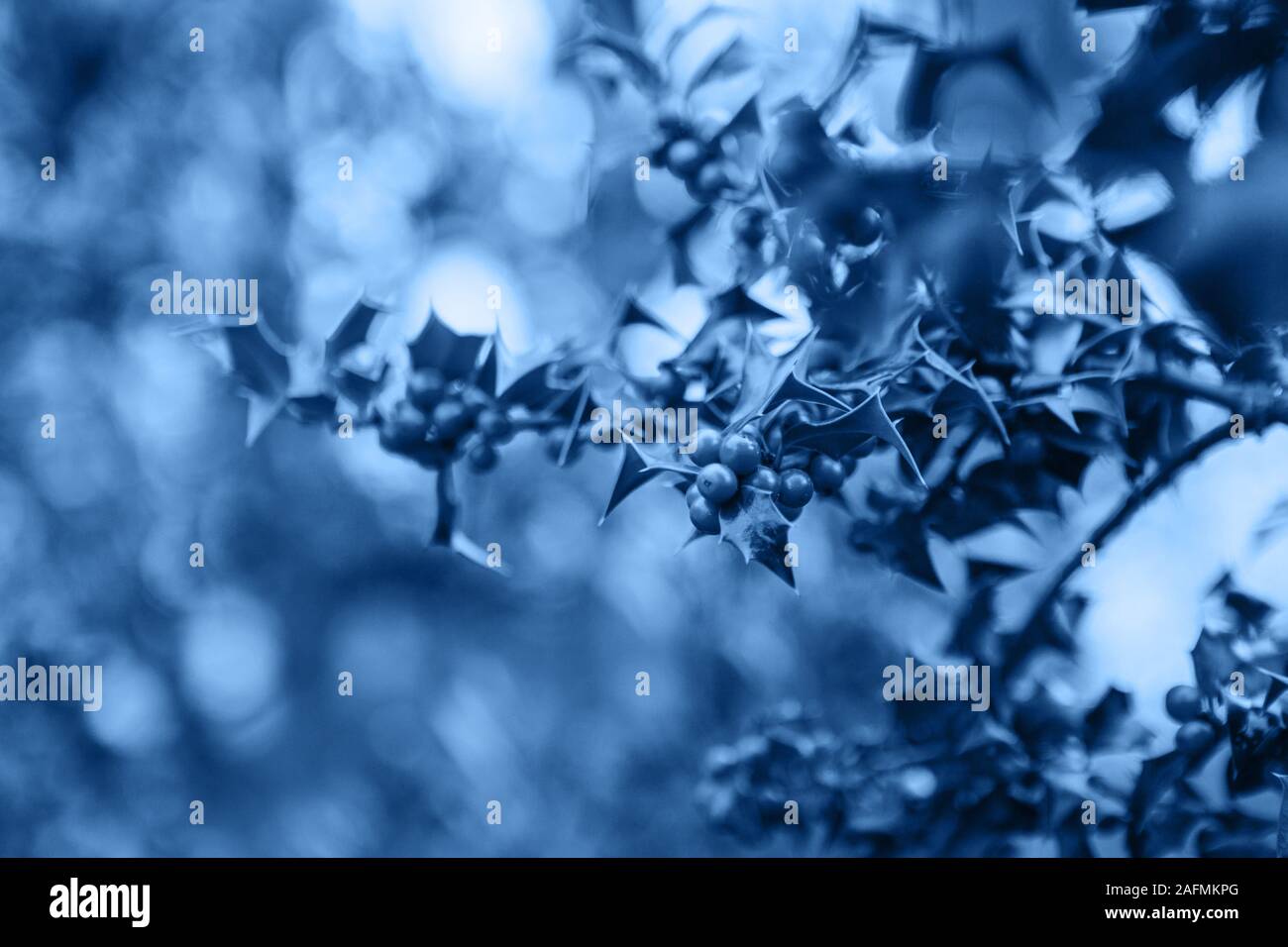 Close-up of a plant or branch of a tree or shrub with berries in a ...