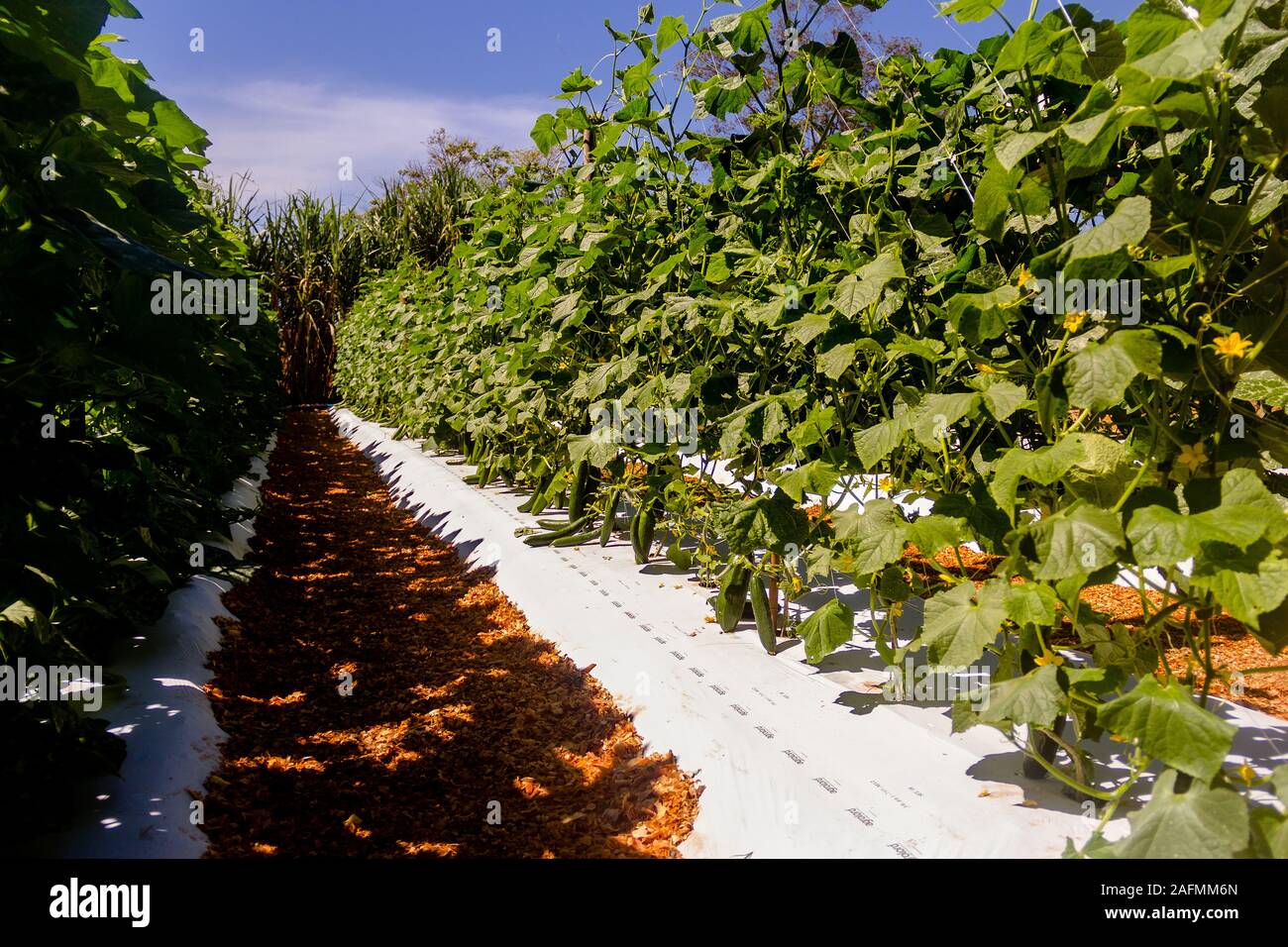 Cucumber plants at a farm, Vegetables grown without pesticide use ...
