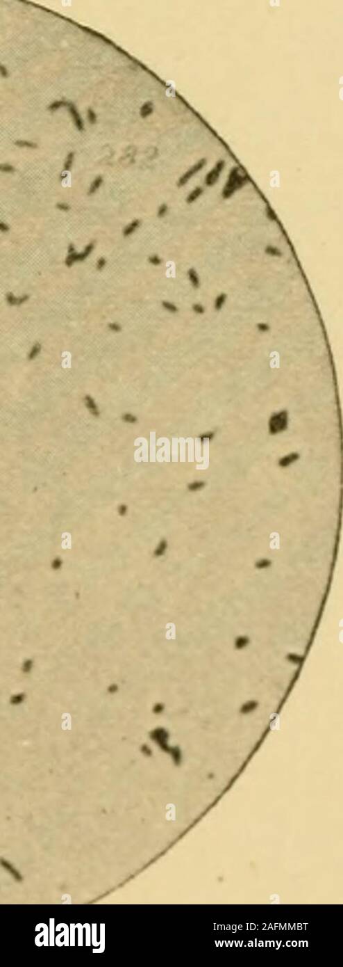 . Applied bacteriology for nurses. Fig. 58.—Bacillus pyocyaneus. Pure ...