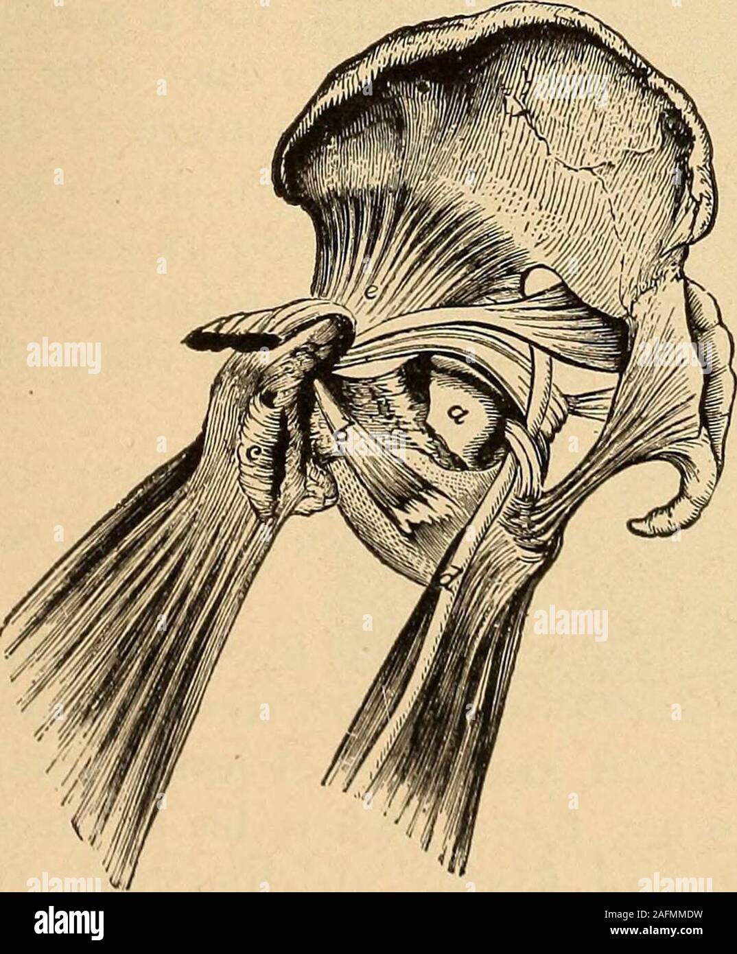 Obturator internus muscle hi-res stock photography and images - Alamy