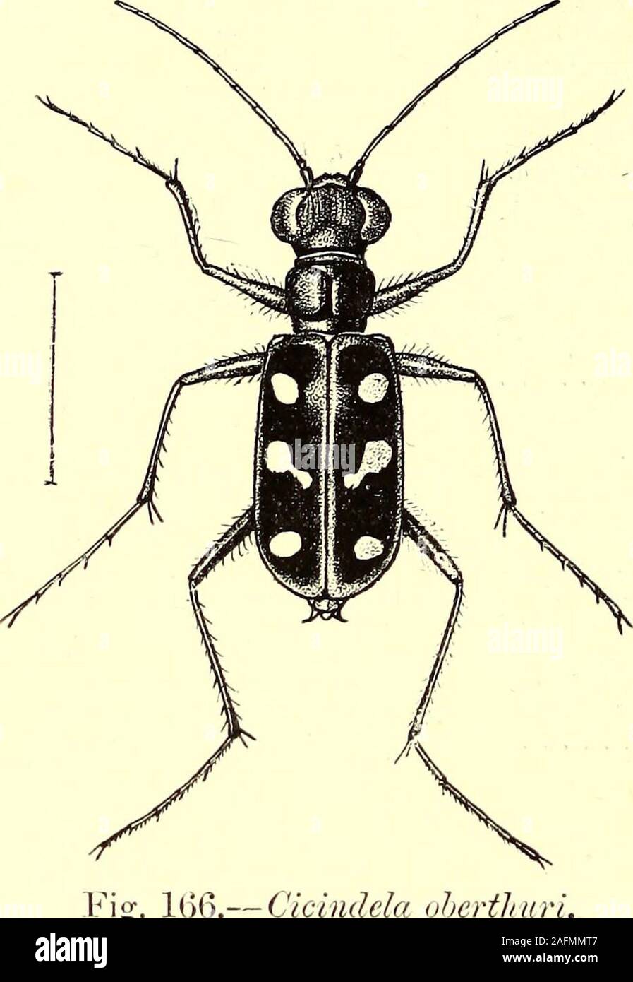 Metasternum hi-res stock photography and images - Alamy