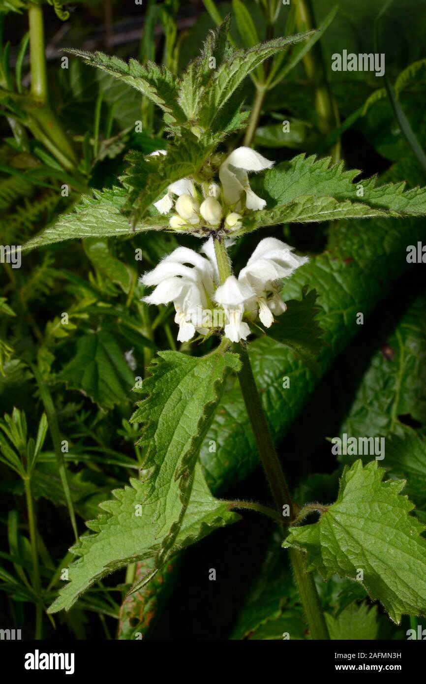 Lamium album (white dead-nettle) is native to Europe and Asia, growing ...