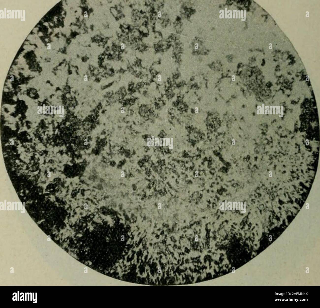 Pyrrhotite Under Microscope