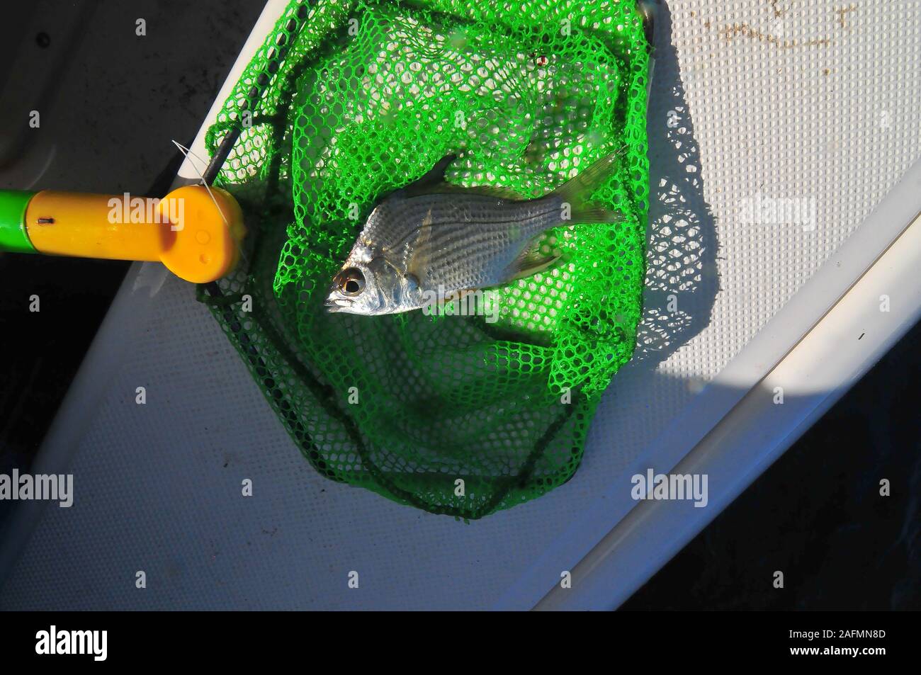 Florida's Volusia County offers some of the best redfish and trout ...