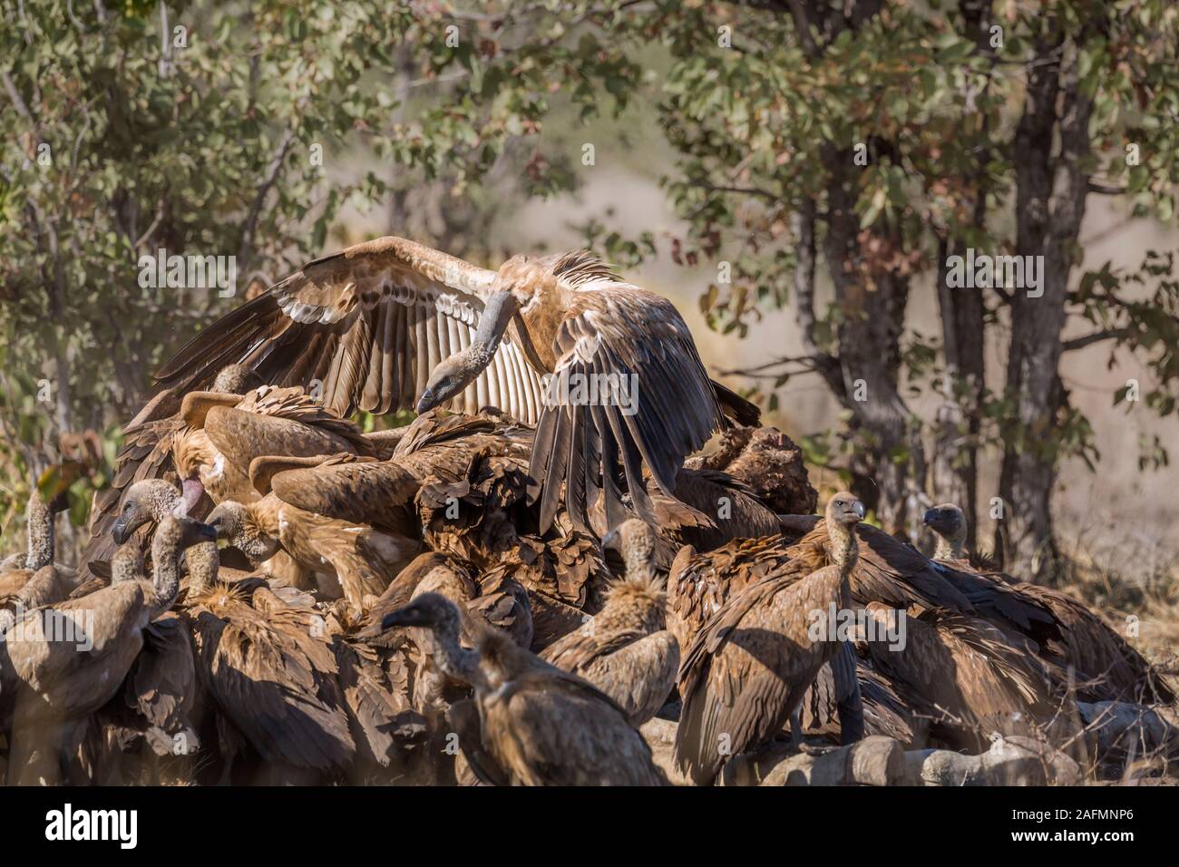 Vulture eating carcass hi-res stock photography and images - Alamy