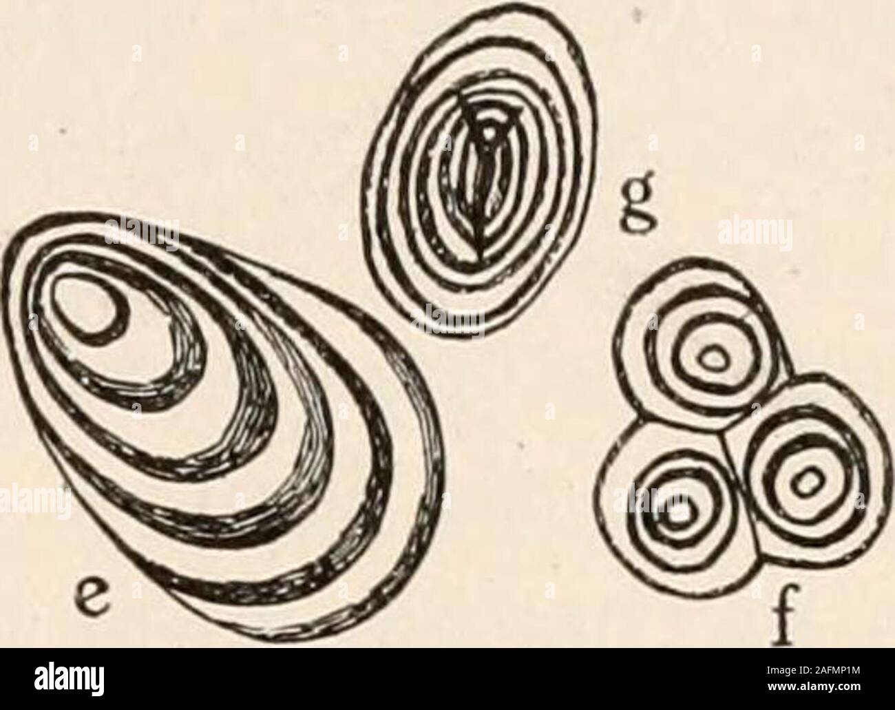 Micro diffusion hi-res stock photography and images - Alamy