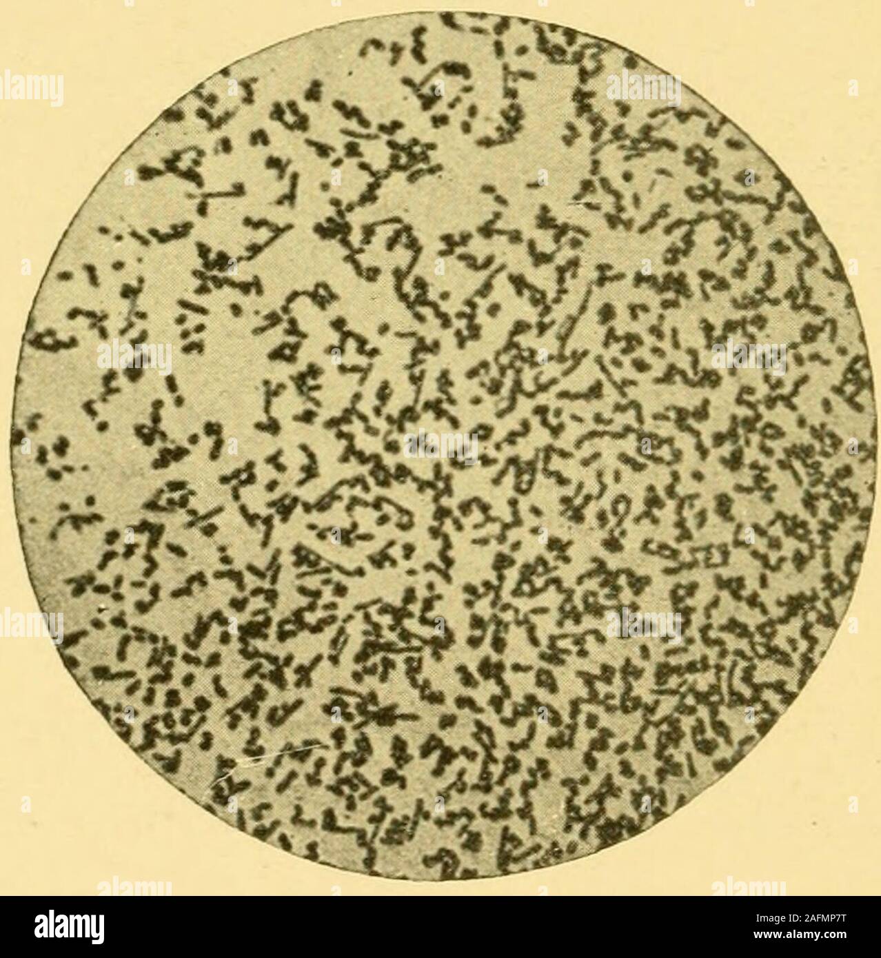 . Applied bacteriology for nurses. nce oftyphoid bacilli. Such ...