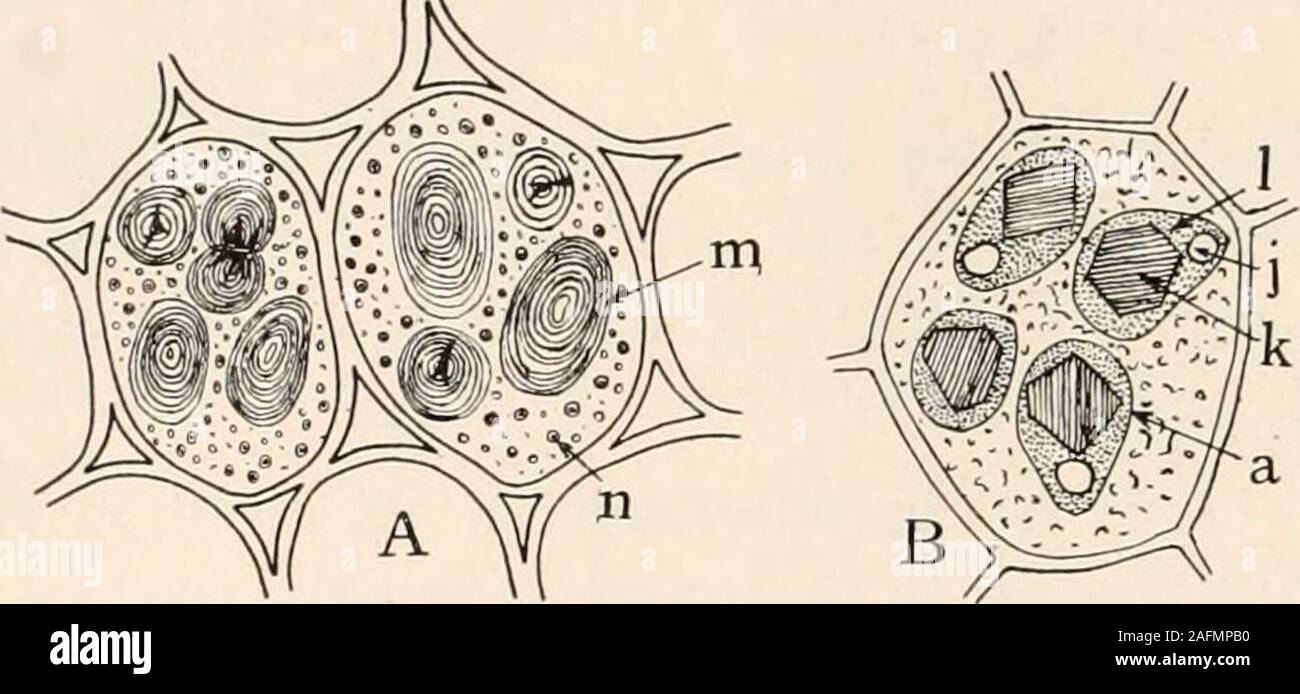 Aleurone granules hi-res stock photography and images - Alamy