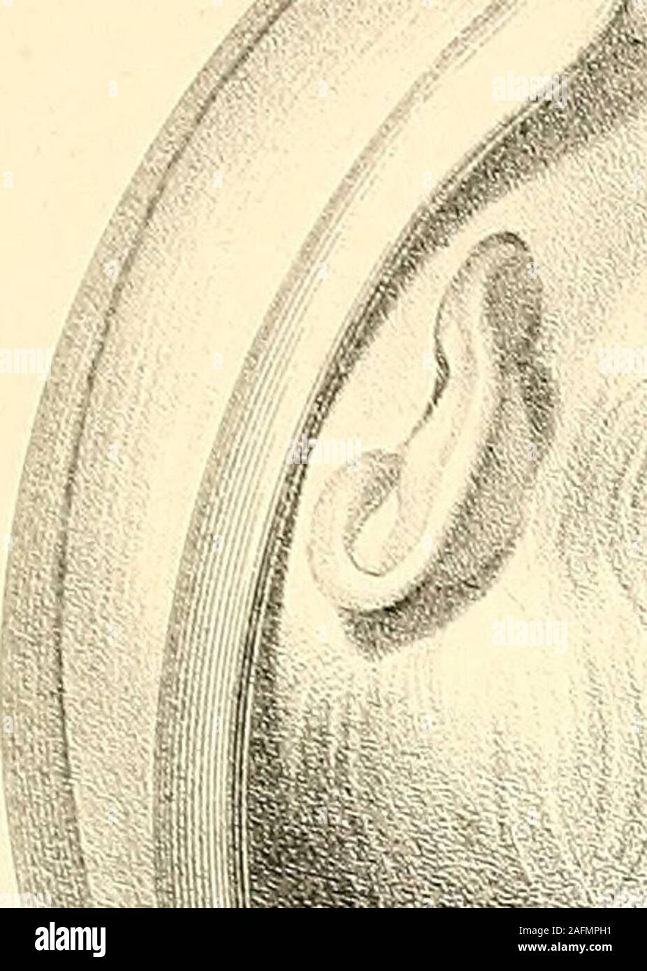 . The principles and practice of obstetric medicine : in a series of ...