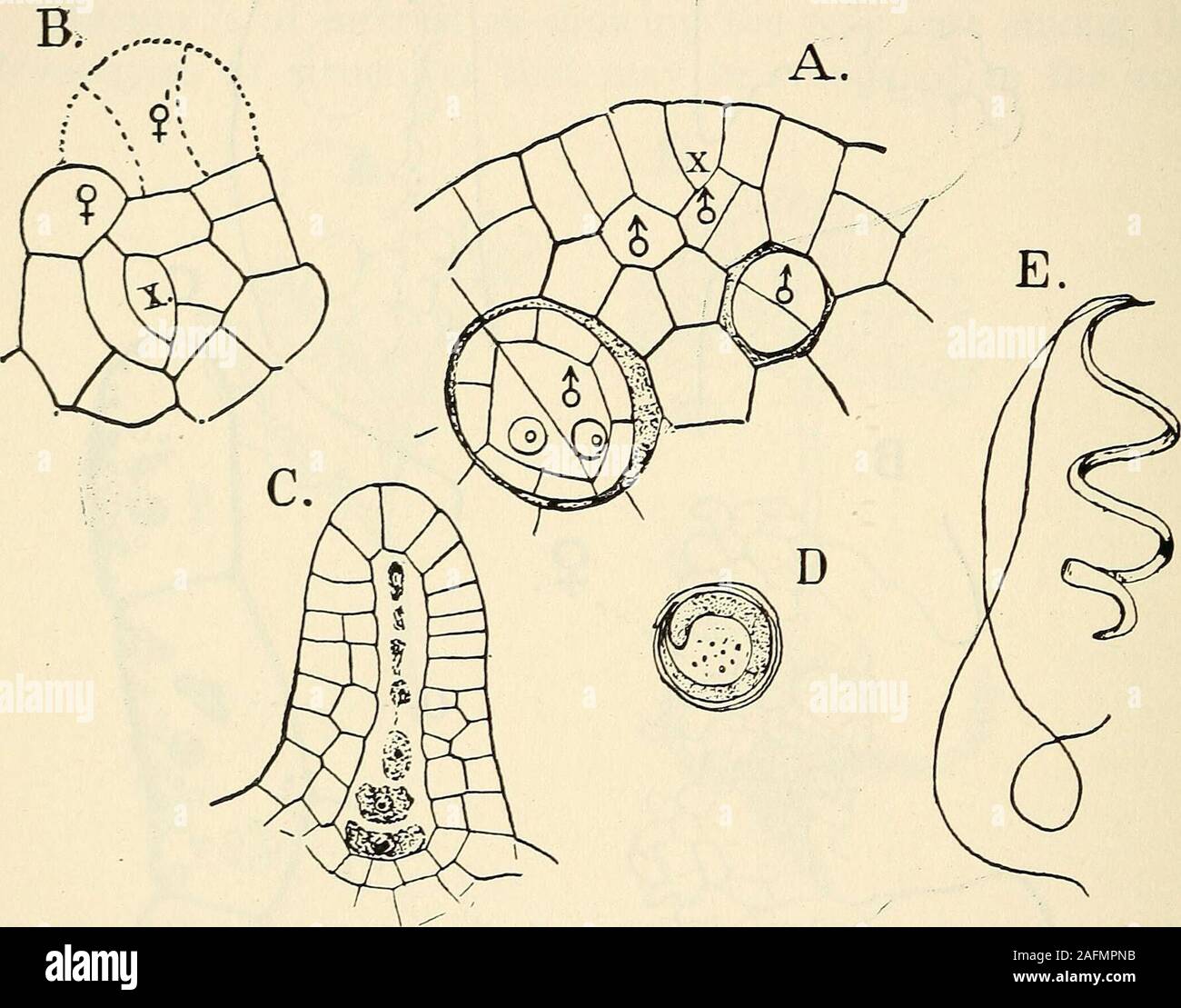 Symphyogyna hi-res stock photography and images - Alamy