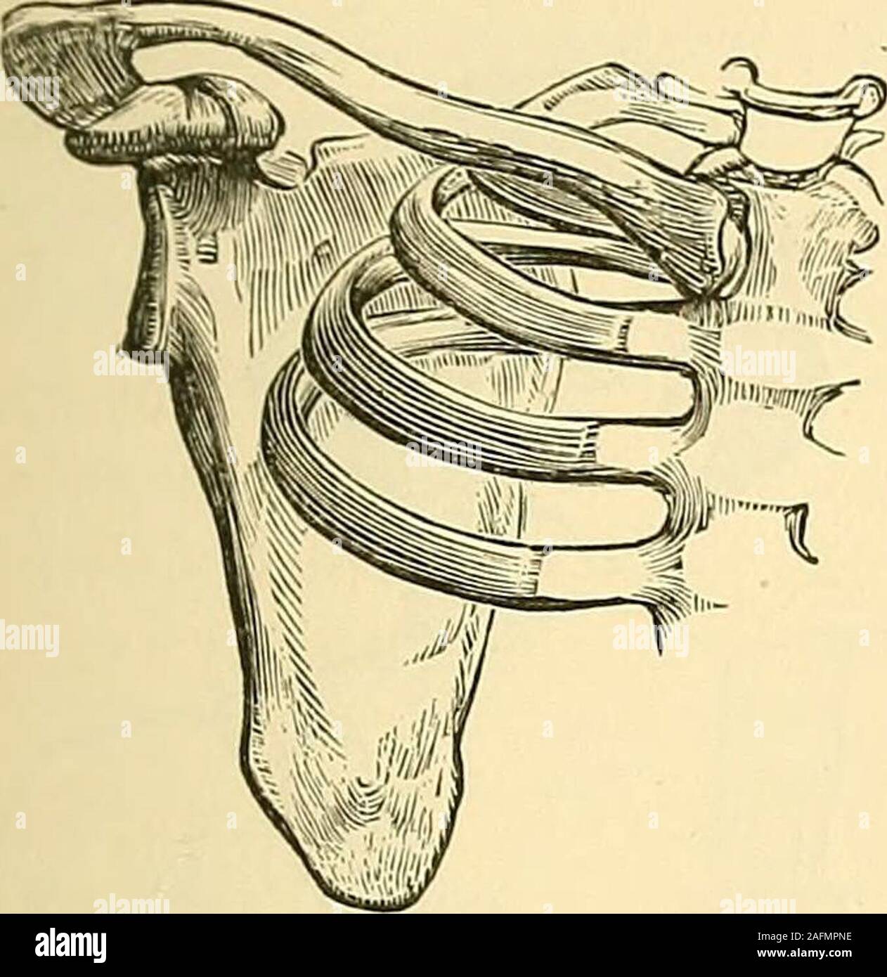 Acromial end hi-res stock photography and images - Alamy