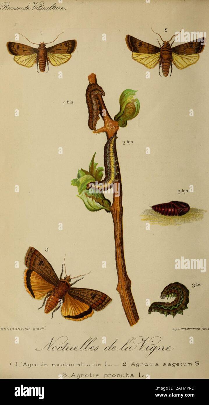 Organe des thorax hi-res stock photography and images - Alamy