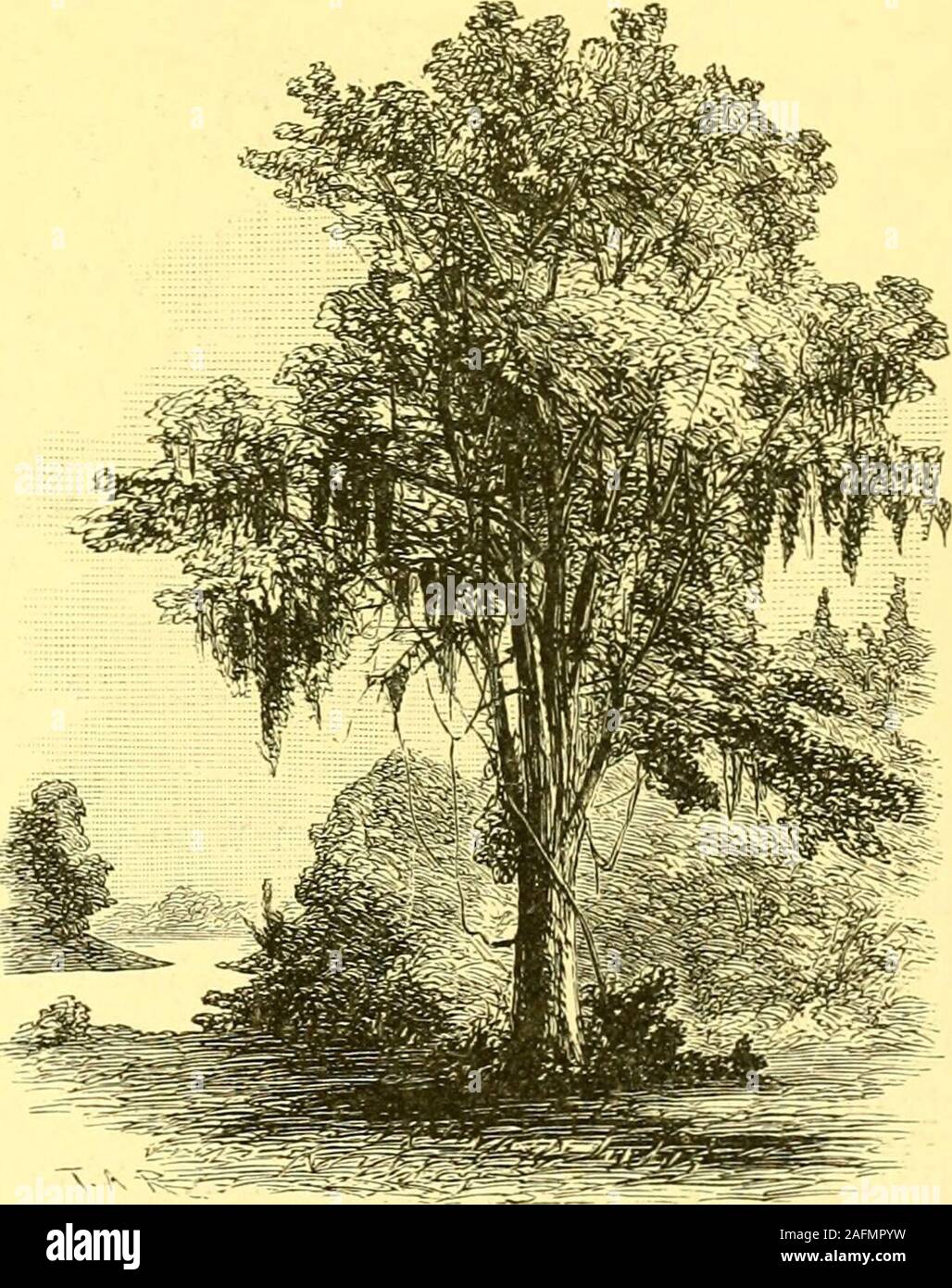 Miro wood hi-res stock photography and images - Alamy