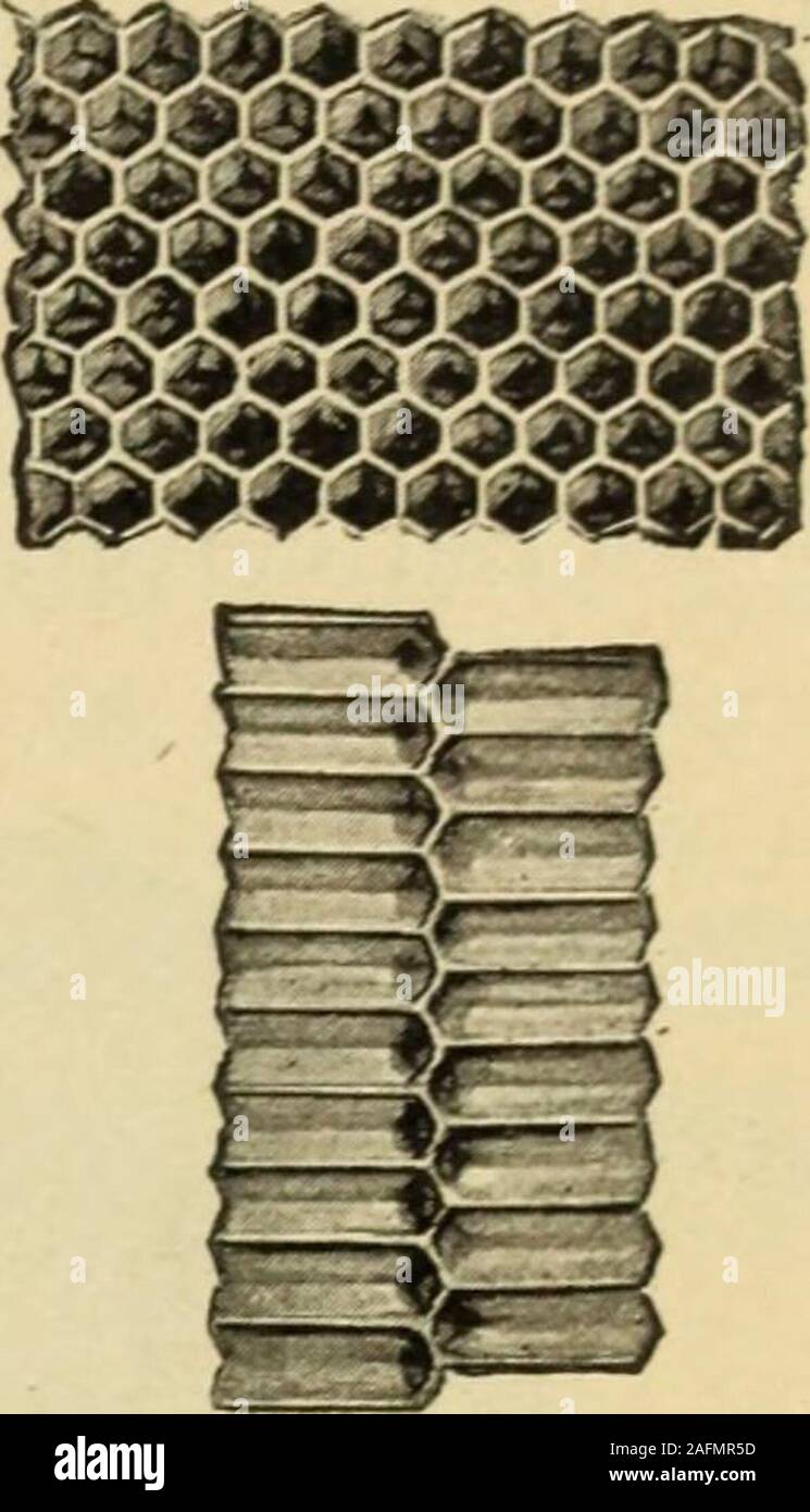 Indian bees in a tree hi-res stock photography and images - Alamy