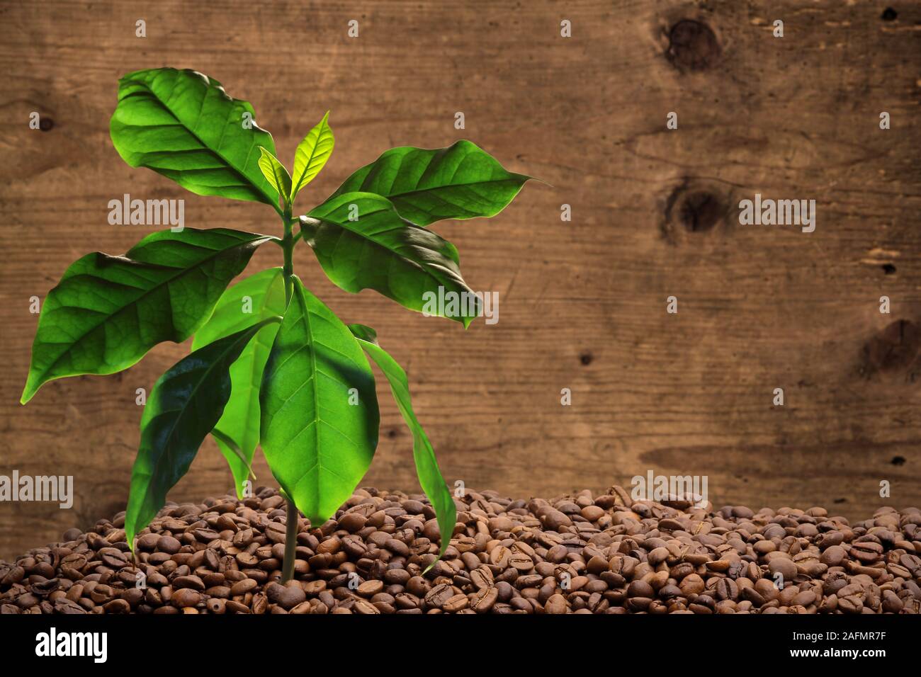 Coffee tree with coffee beans, wood background Stock Photo - Alamy