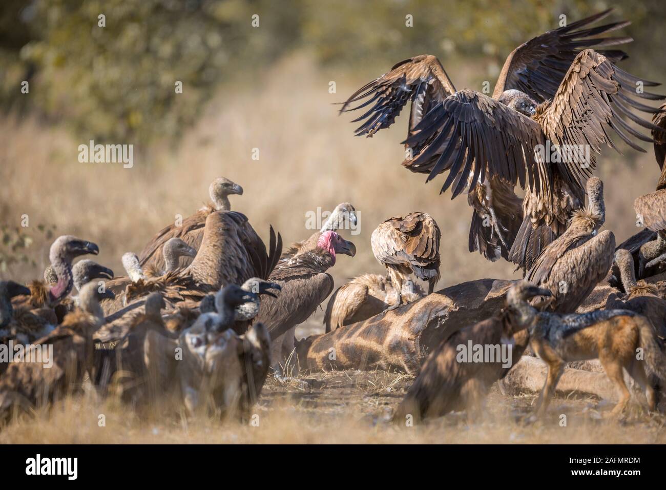 Vultures fighting hi-res stock photography and images - Alamy