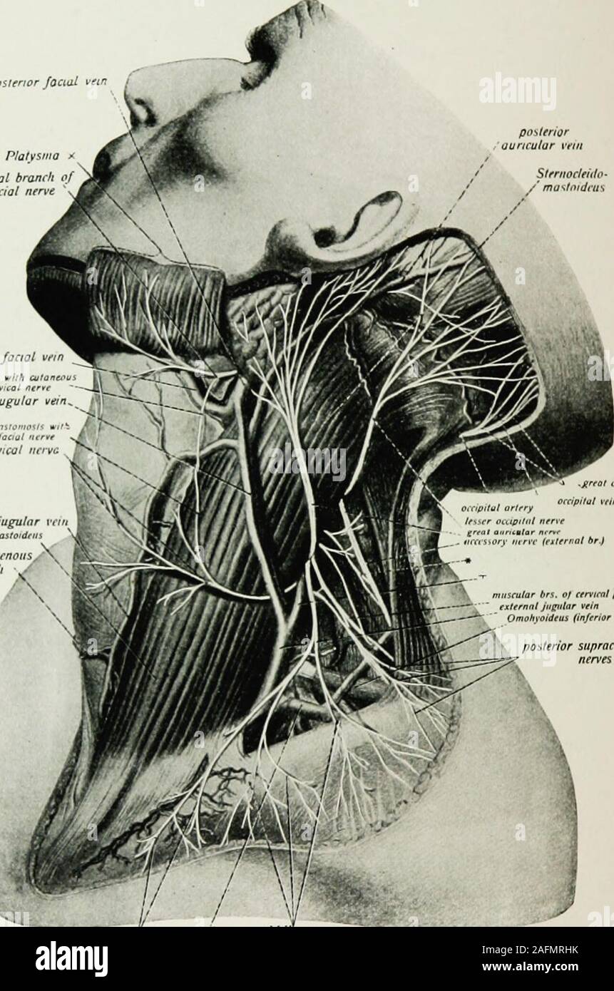 Epidural space hi-res stock photography and images - Alamy