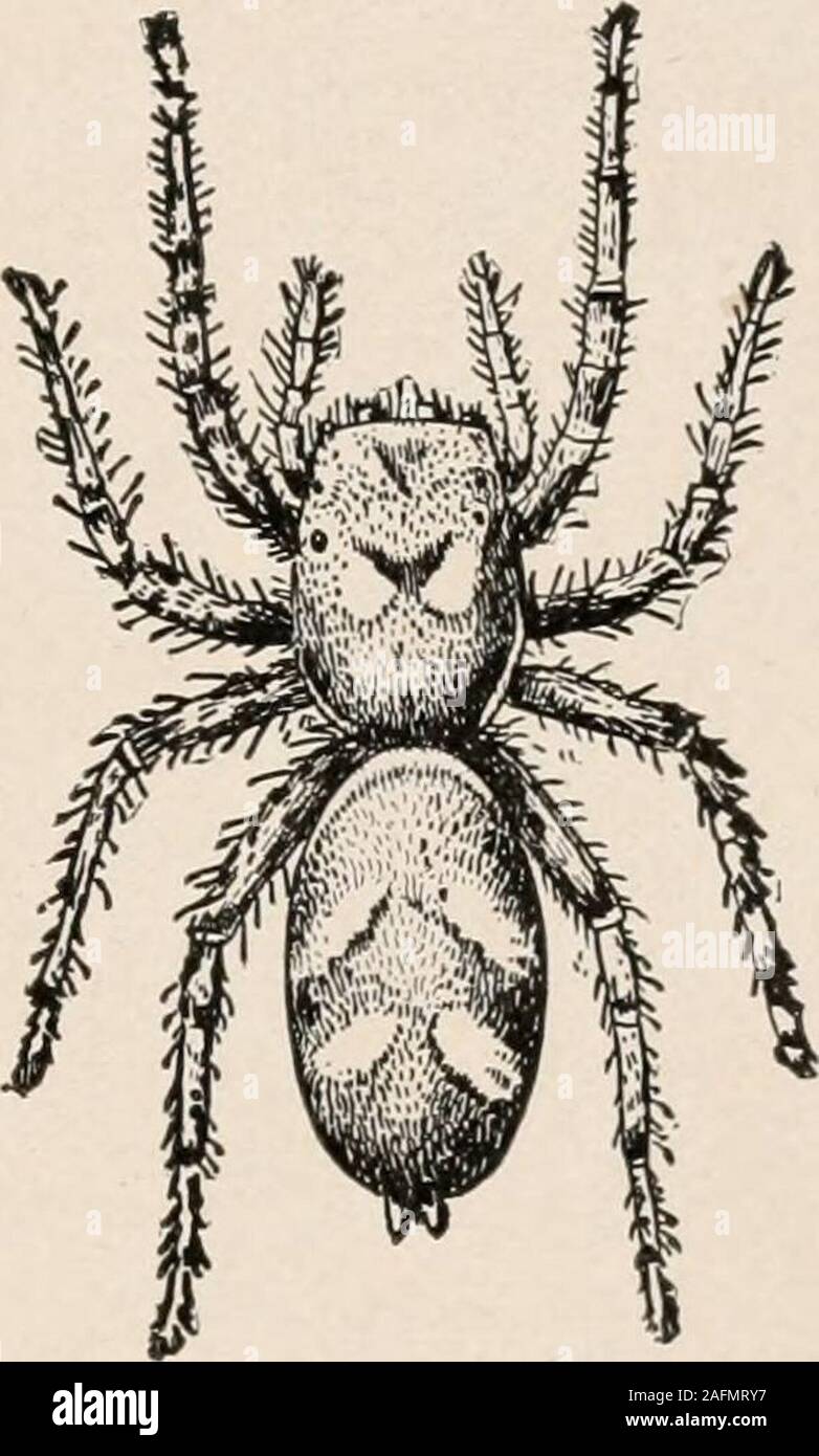 . Introduction to zoology; a guide to the study of animals, for the use ...