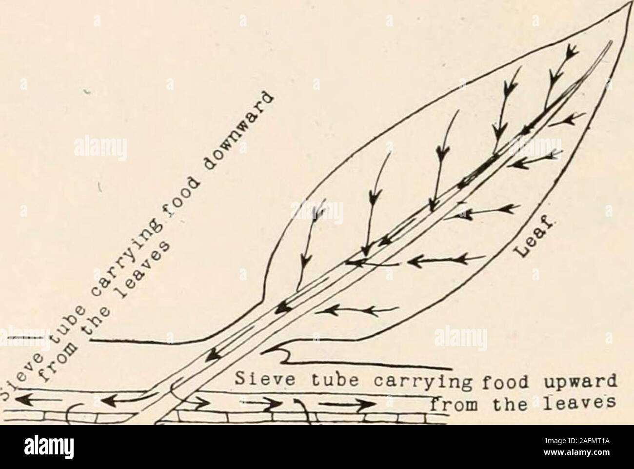 Leaf starch test hi-res stock photography and images - Alamy