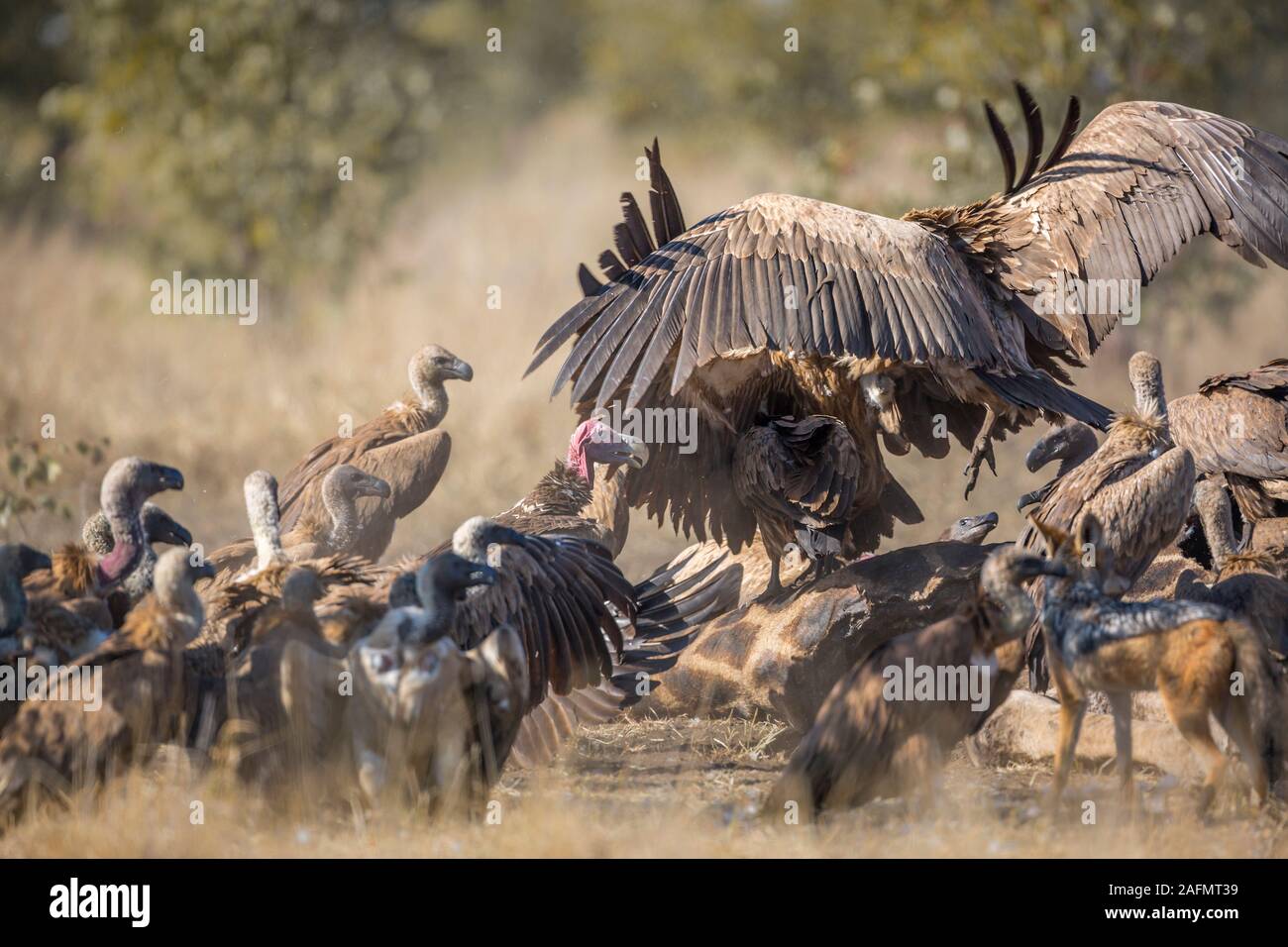 Vultures fighting hi-res stock photography and images - Alamy