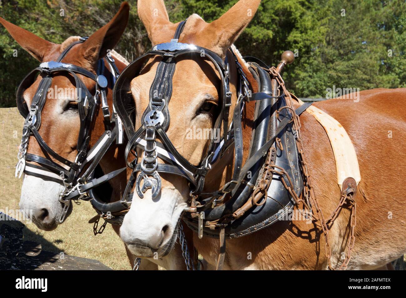 Two harnessed mules ready for work Stock Photo - Alamy