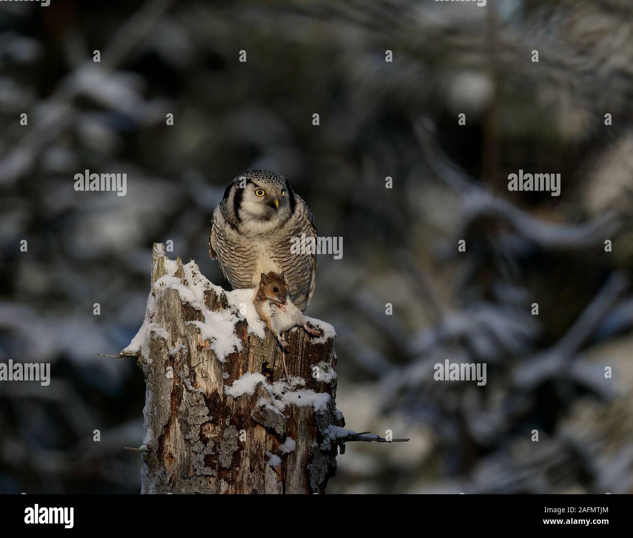 Claws bird close up hi-res stock photography and images - Alamy