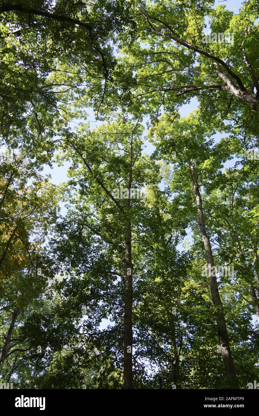 Treetop treetops hi-res stock photography and images - Alamy