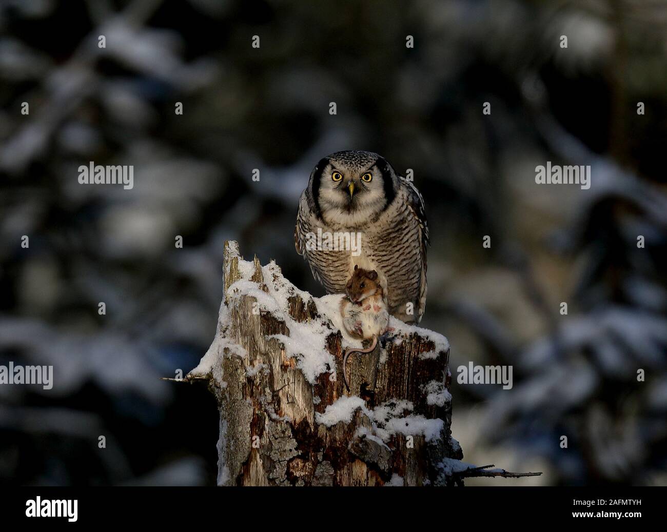 Claws bird close up hi-res stock photography and images - Alamy