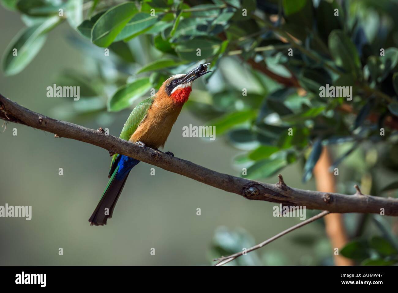 White fronted Bee eater eating insect in Kruger National park, South ...
