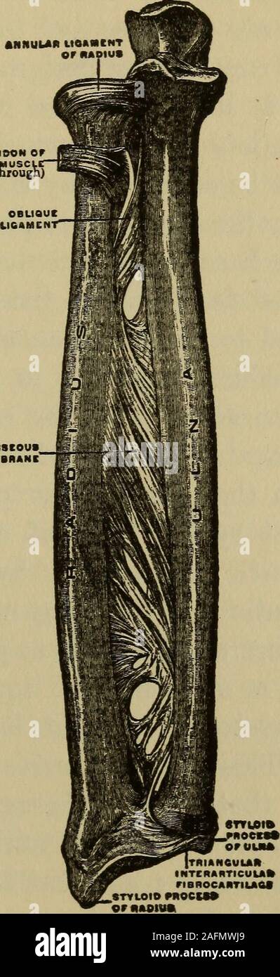 Annular joint hi-res stock photography and images - Alamy