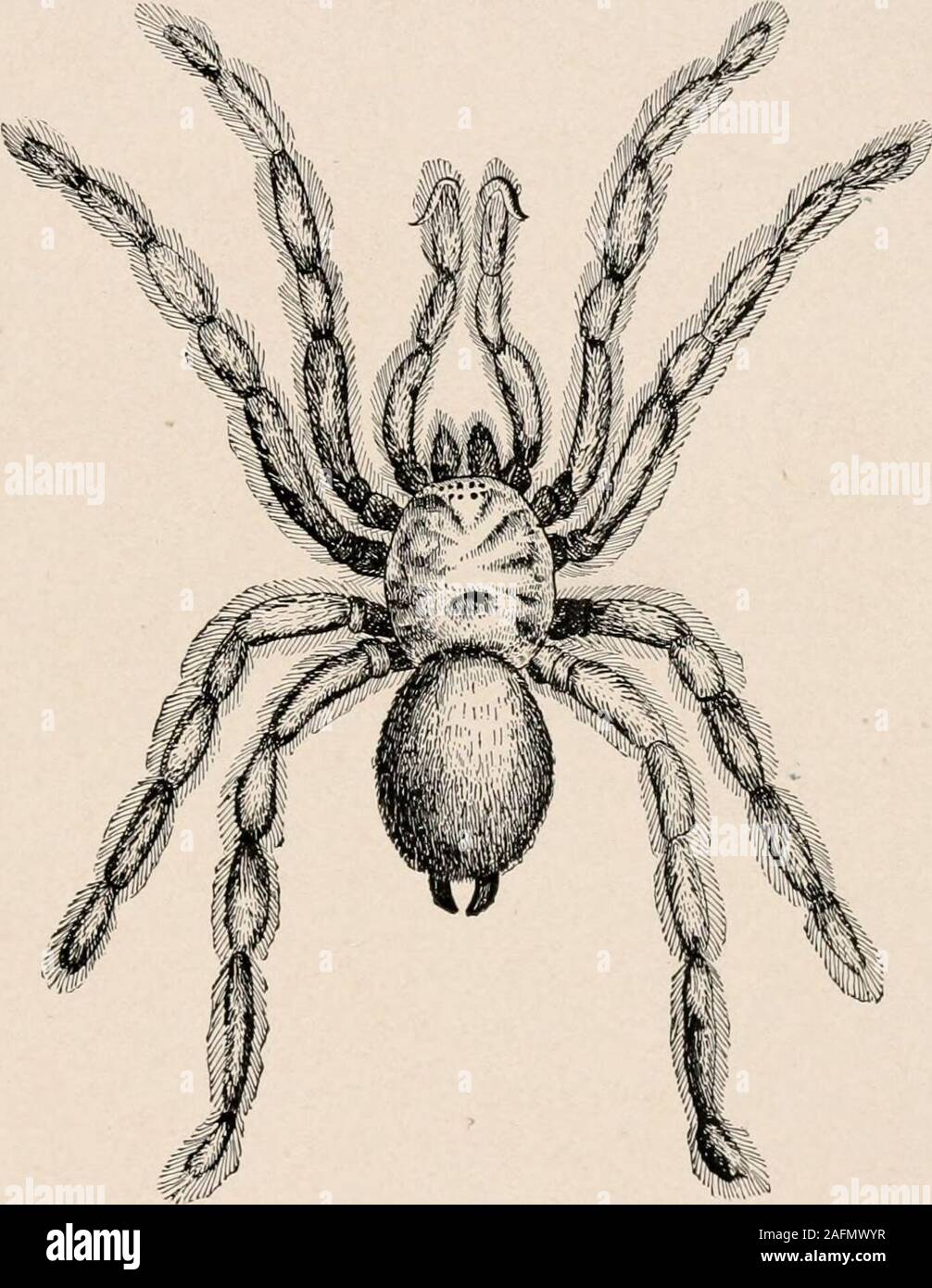 Wandering spiders hi-res stock photography and images - Alamy
