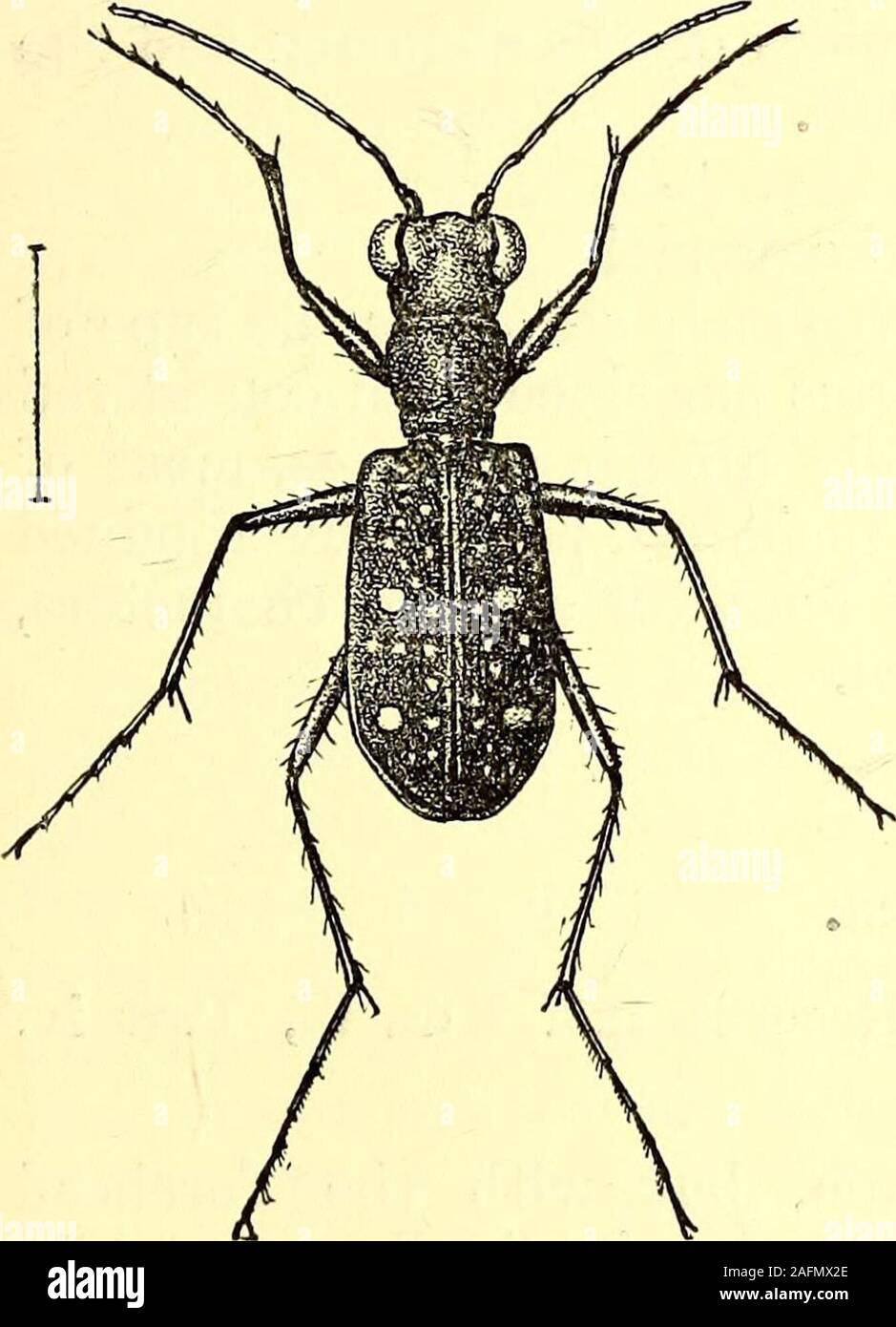 . Coleoptera : general introduction and Cicindelidae and Paussidae ...