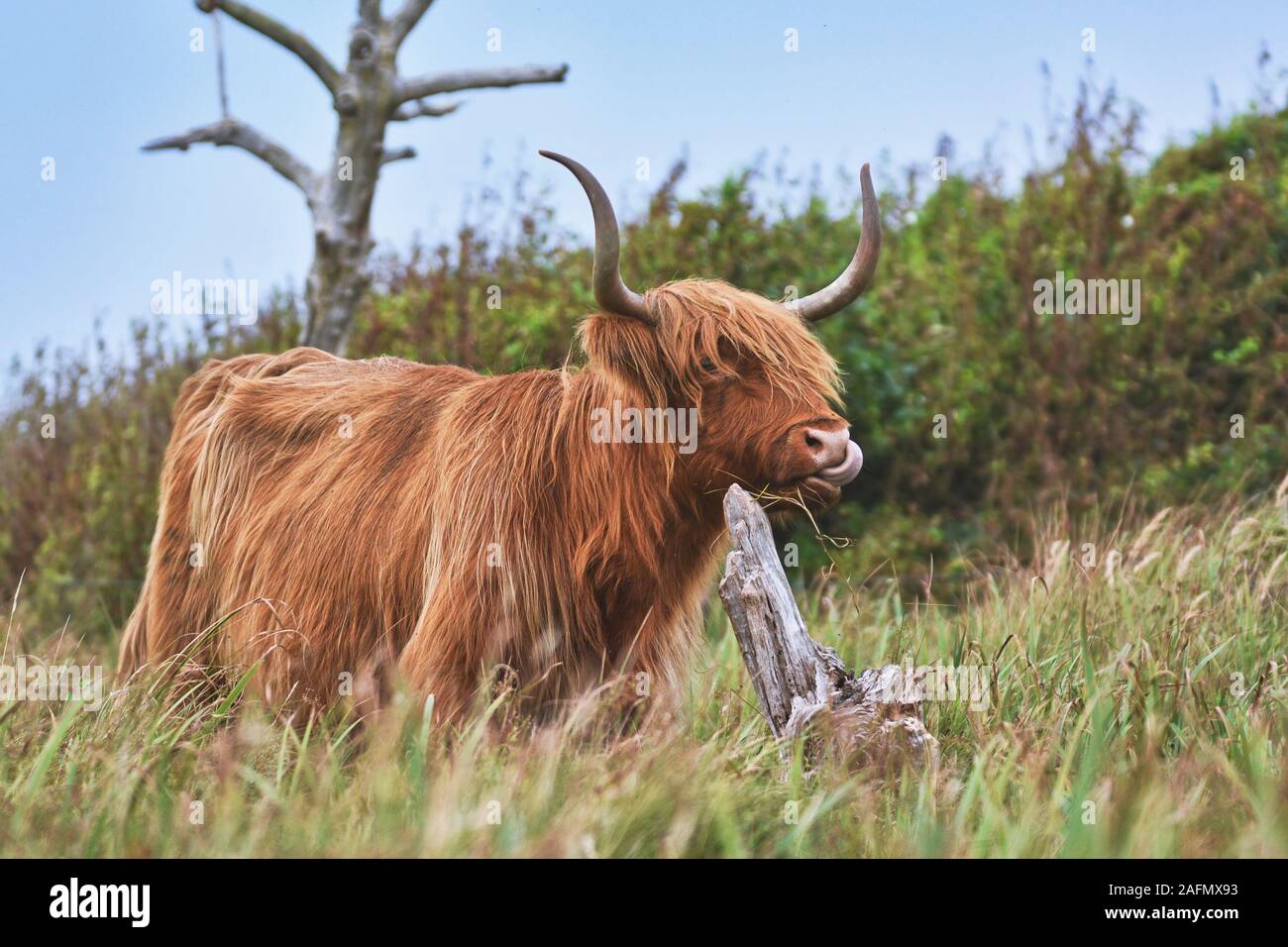 Wild beautiful Scottish Highland Cattle cow with brown long and scraggy ...
