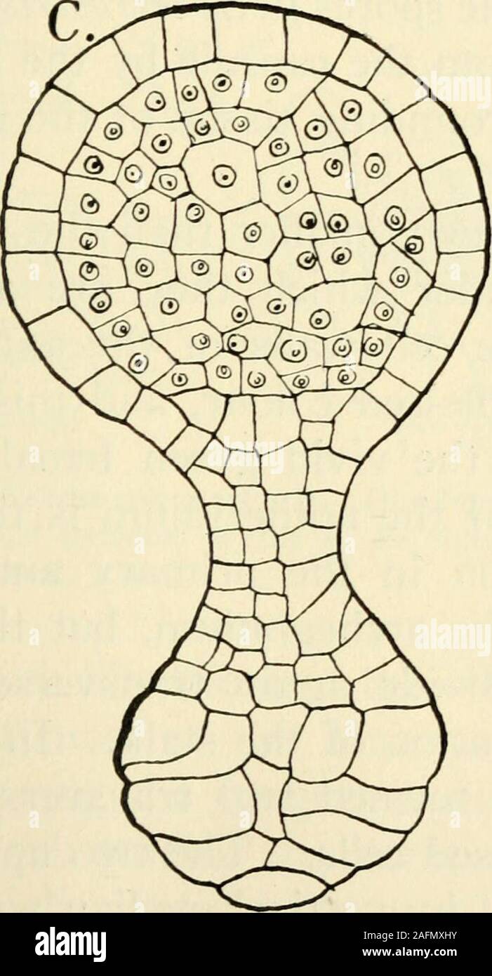 . The structure and development of mosses and ferns (Archegoniatae). D ...