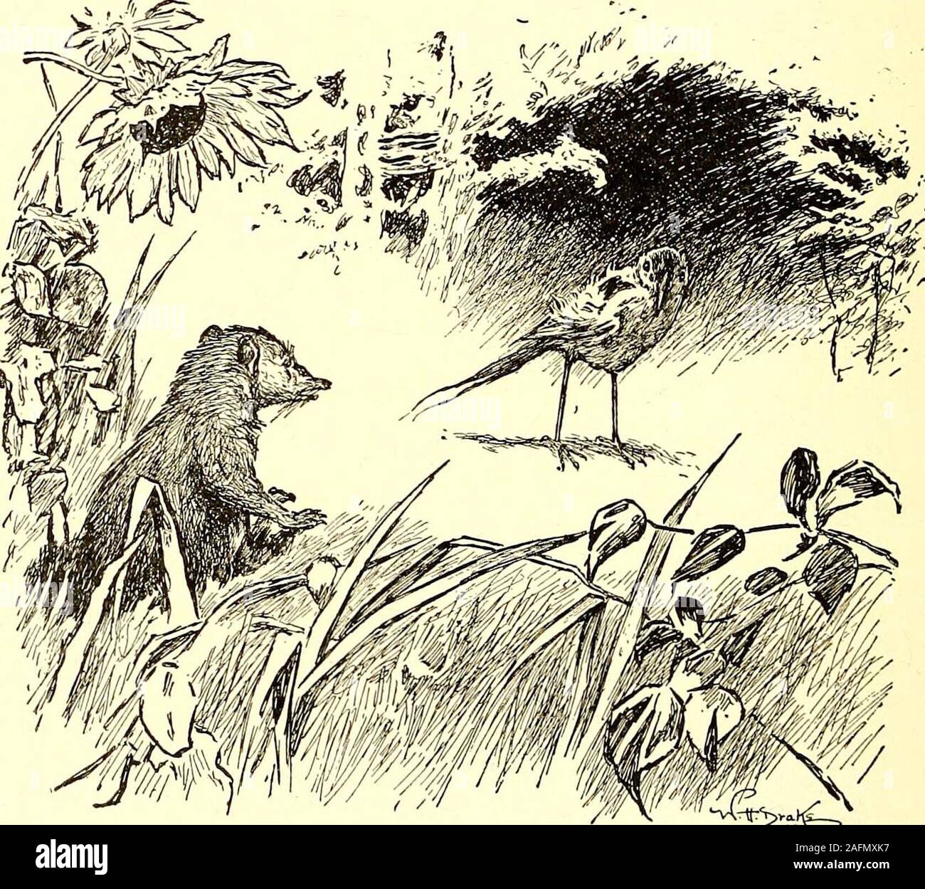 Rikki Tikki Tavi Darzee Nest