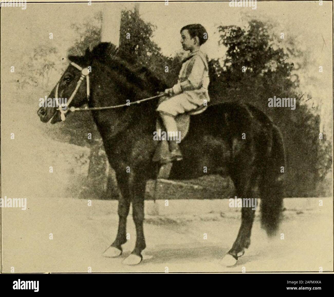 Snaffle rein hi-res stock photography and images - Alamy