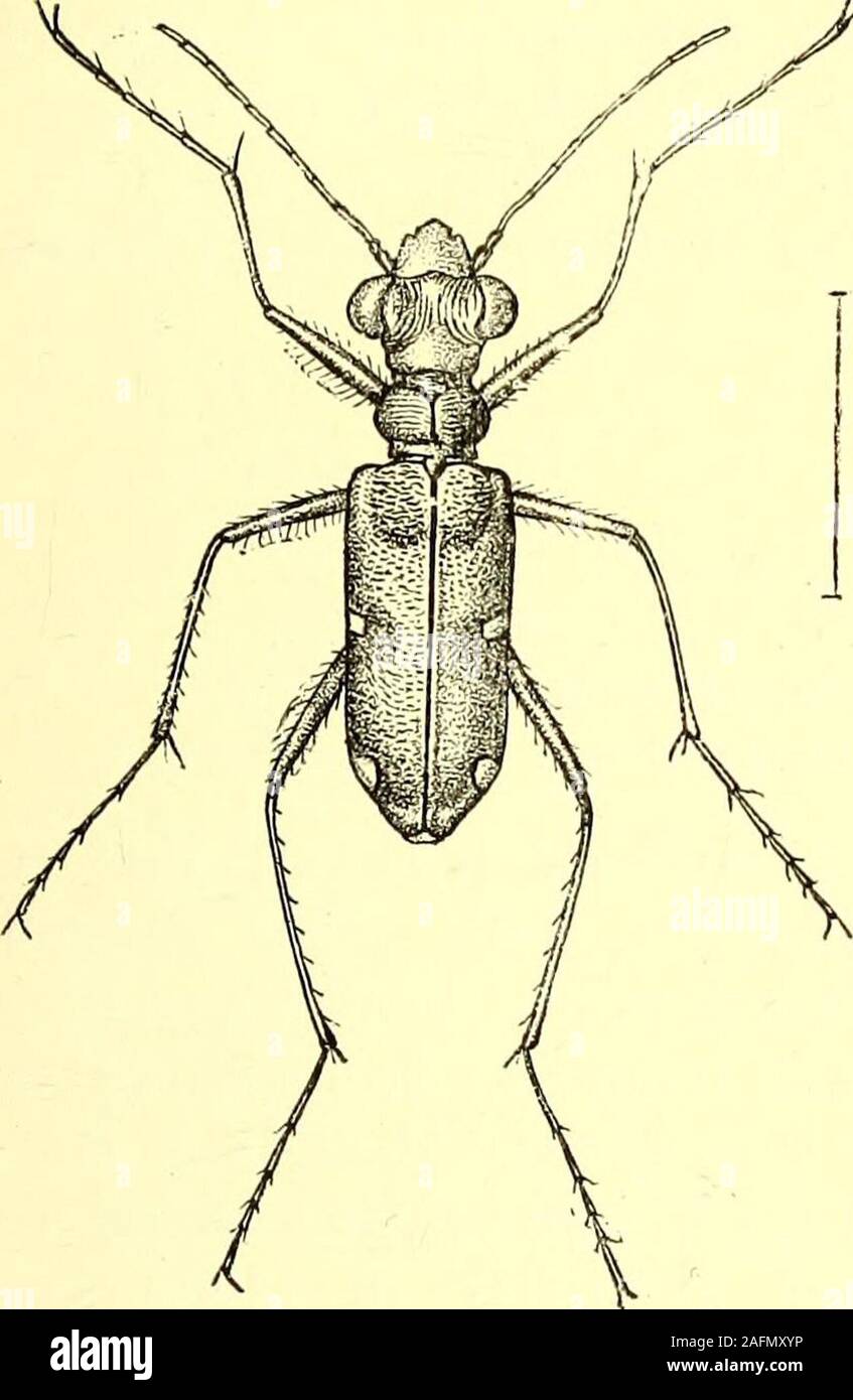 Frosted Appearance High Resolution Stock Photography and Images - Alamy