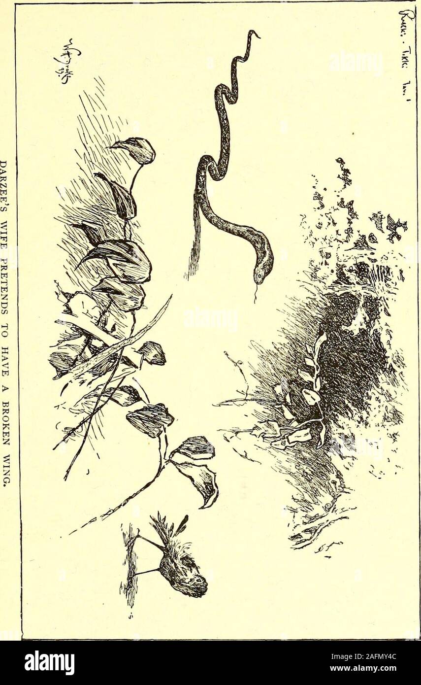 Darzee hi-res stock photography and images - Alamy