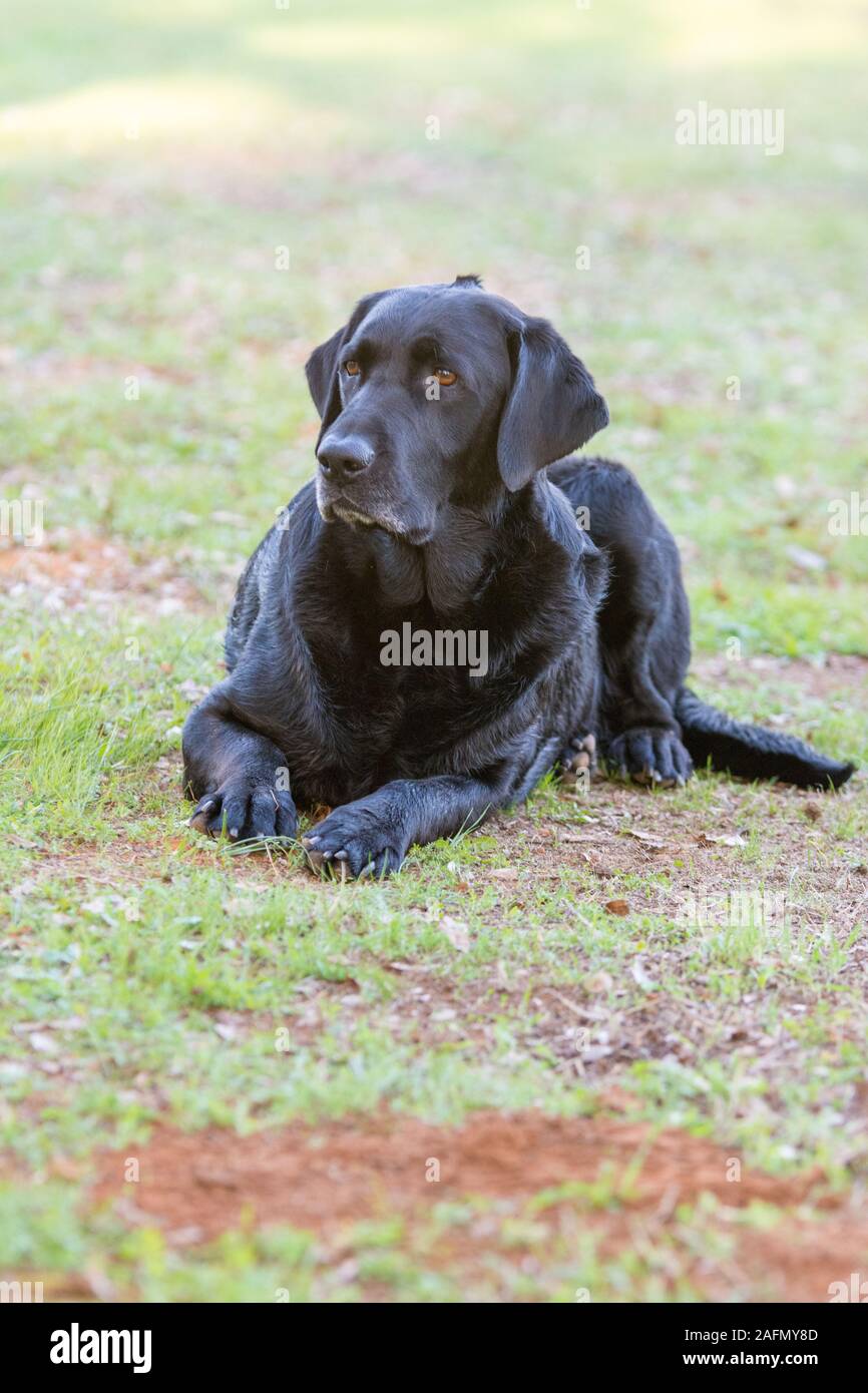 Black labrador dog laying down on grass Stock Photo - Alamy