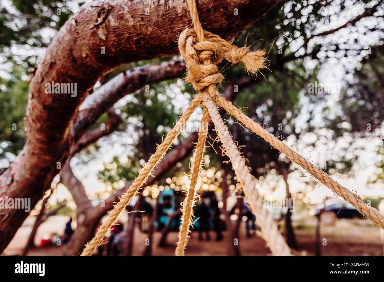 Tie To Support Tree High Resolution Stock Photography and Images - Alamy